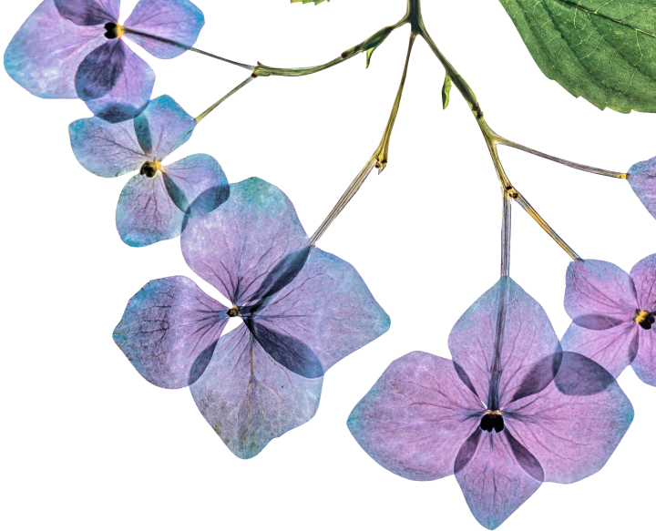 Therapeutic Areas Archive - Abacus Medicine Pharmaceuticals